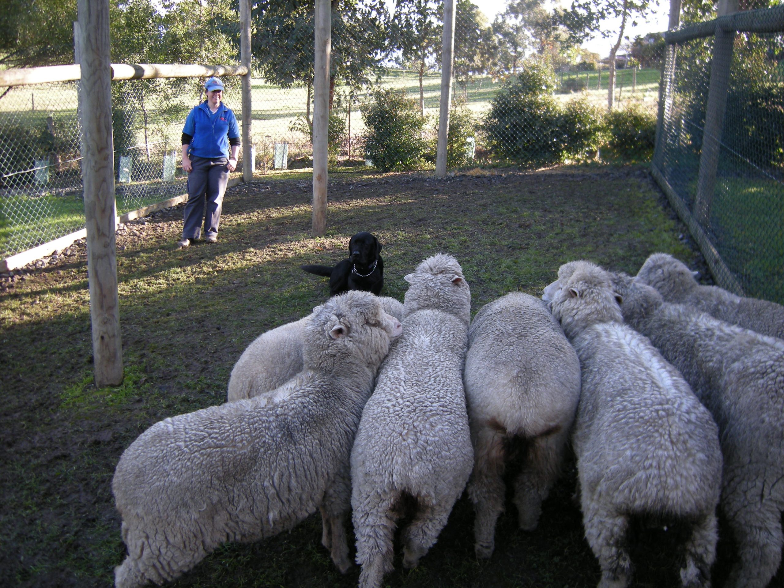 20 Day course – Alpha Boarding School for Dogs