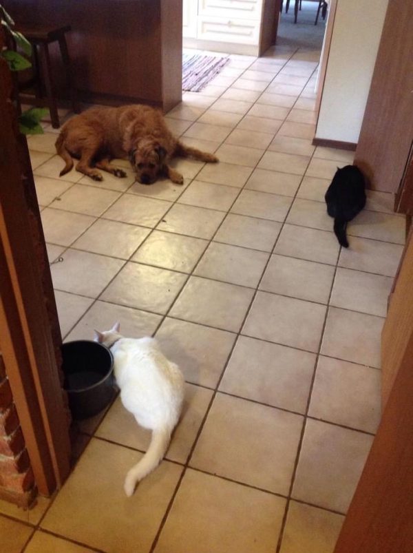 How Boarding School for Dogs works - Alpha Boarding School for Dogs