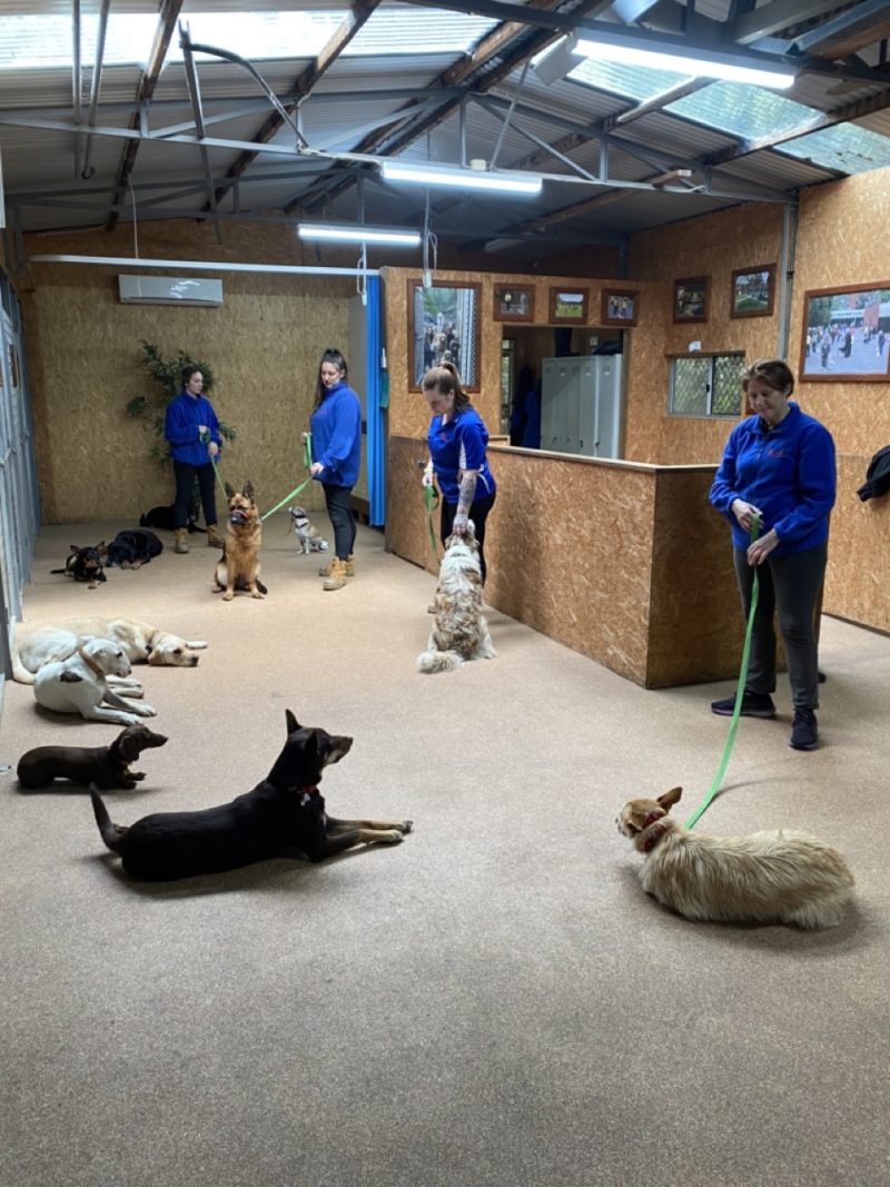 Doggy Bootcamp Melbourne | Alpha Boarding School For Dogs