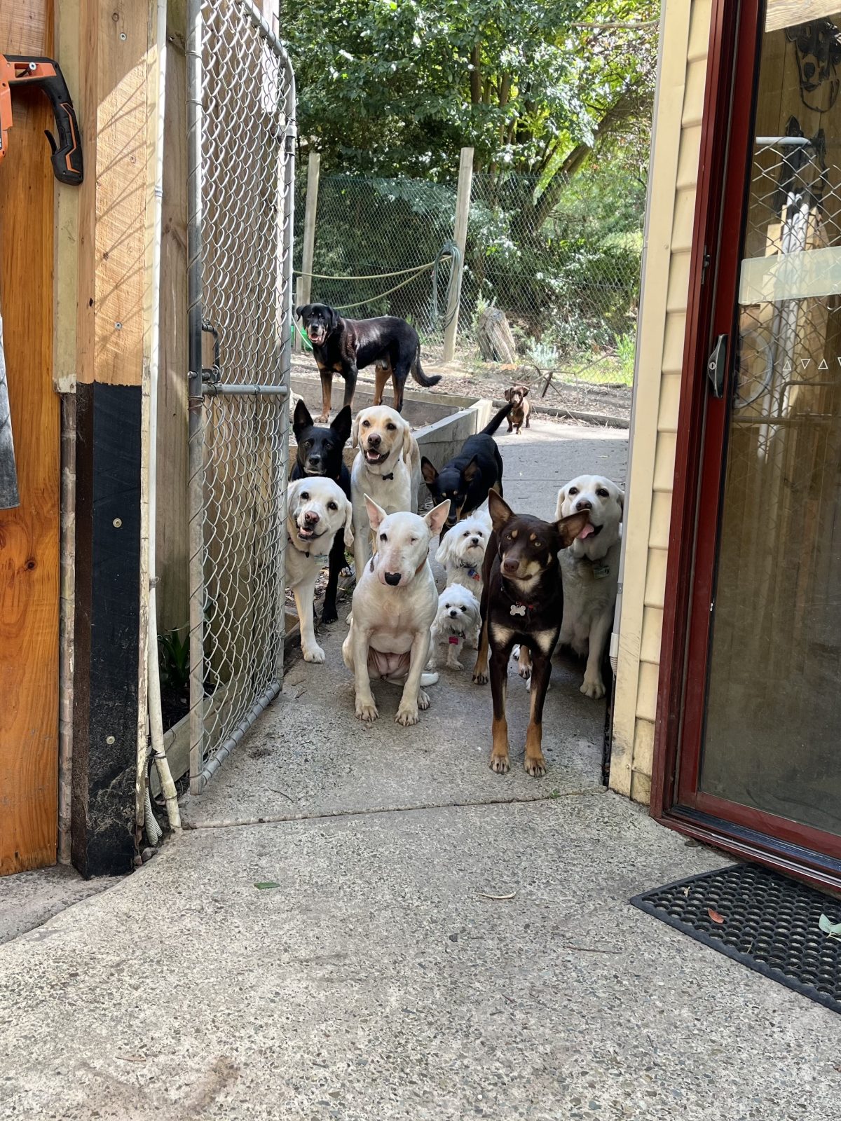 Doggy Bootcamp Melbourne | Alpha Boarding School For Dogs