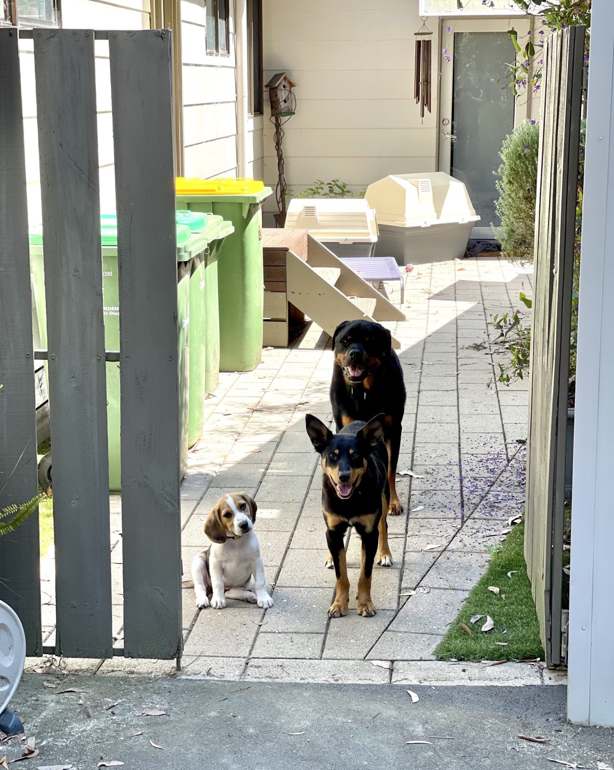 Dog Training Bendigo | Obedience & Behaviorist - Alpha Boarding School ...