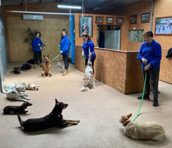 Dog Trainers Melbourne | Expert Training Courses